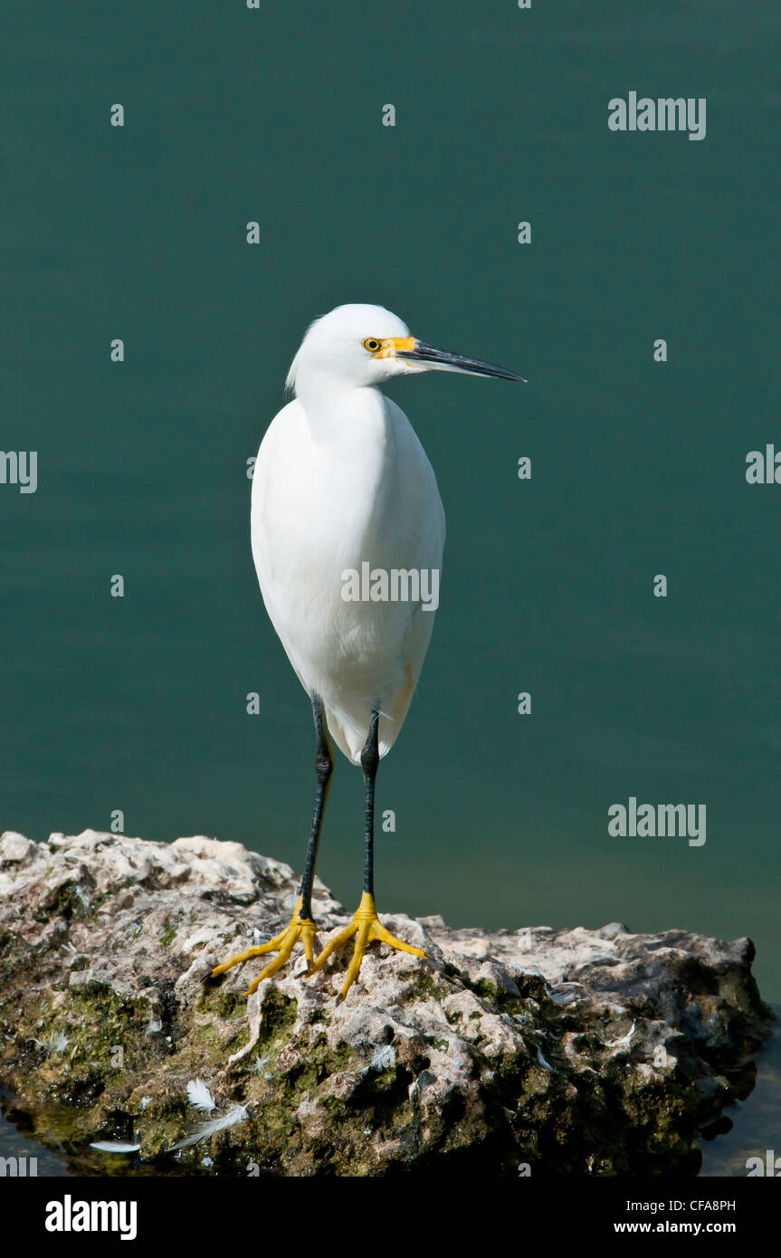 snowy egret, egretta thula, egret, white, bird, animal Stock Photo - Alamy