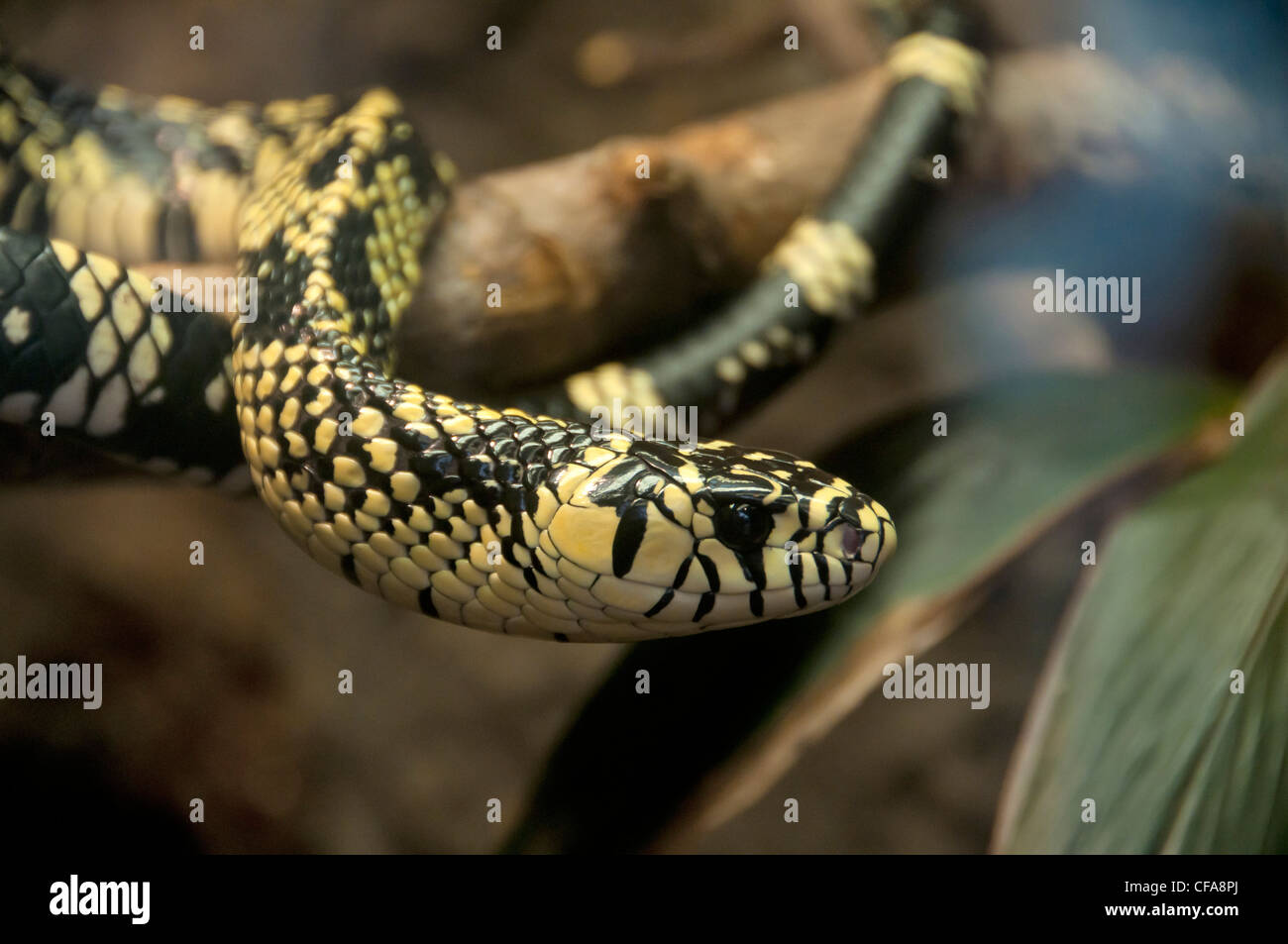 emerald tree boa, corallus caninus, snake, boa Stock Photo - Alamy
