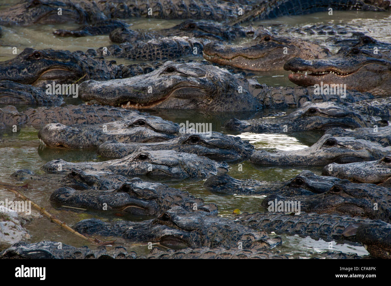 everglades, alligator farm, USA, Florida, alligator, crocodiles Stock ...