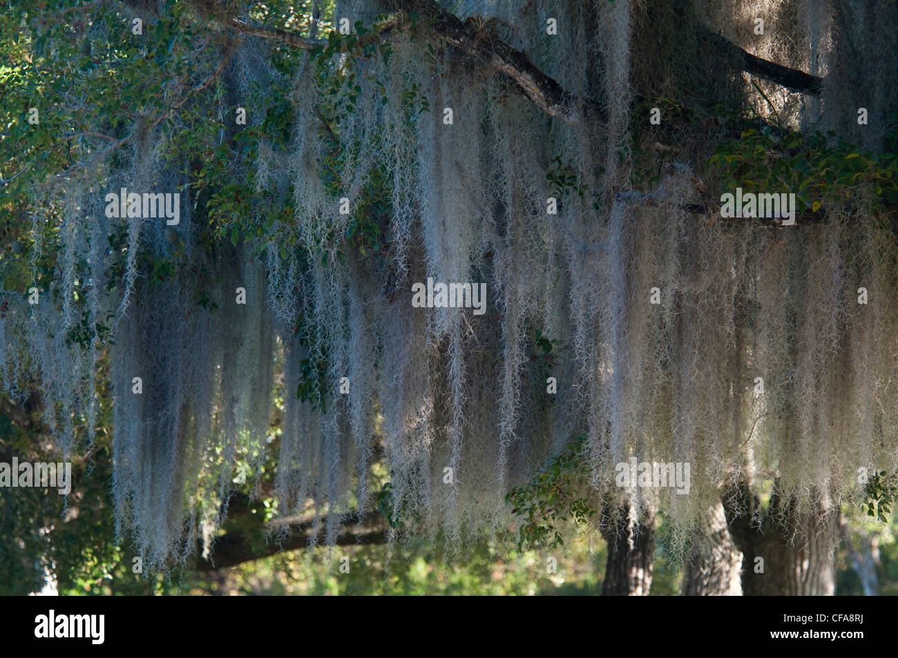 Spanish moss, everglades, national park, Florida, USA, tree Stock Photo ...