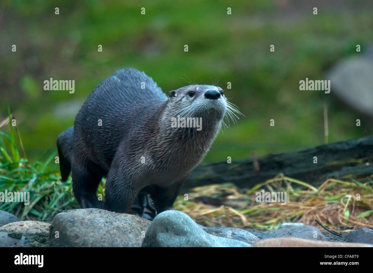 river otter, lutra canadensis, animal, otter Stock Photo - Alamy
