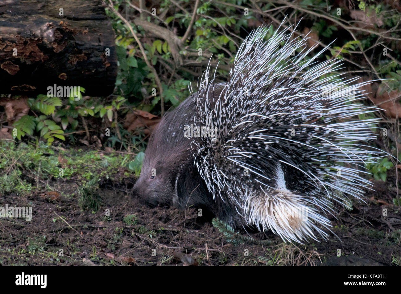 African crested porcupine, hystrix cristata, porcupine, animal ...