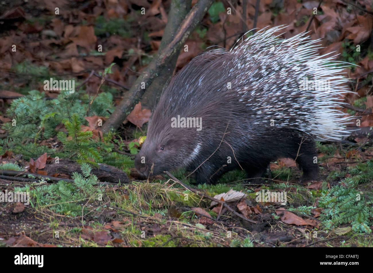 African crested porcupine, hystrix cristata, porcupine, animal ...