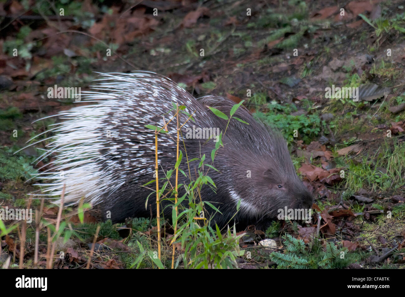 African crested porcupine, hystrix cristata, porcupine, animal ...