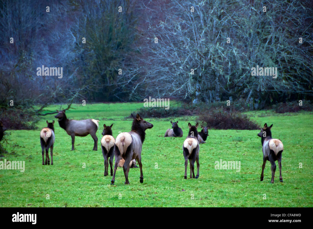 Roosevelt elk, animal, Olympic, national park, Washington, USA, elks ...