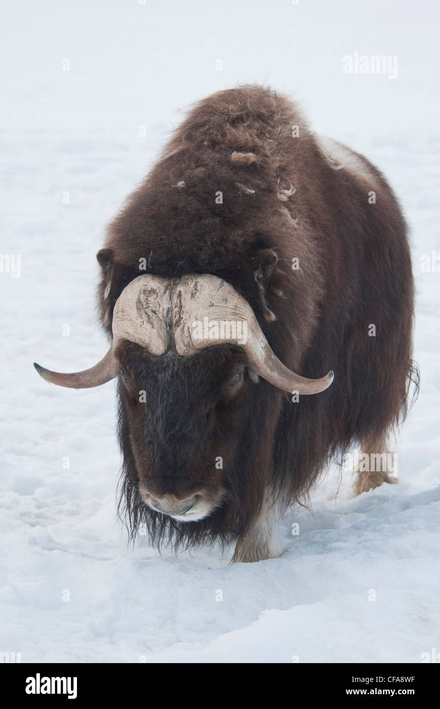 musk ox, ovibos moschatos, Yukon, Canada, wildlife preserve, animal, ox ...