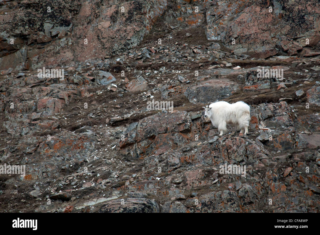 mountain goat, goat, animal, white, oreamnos americanus, Yukon, Canada ...