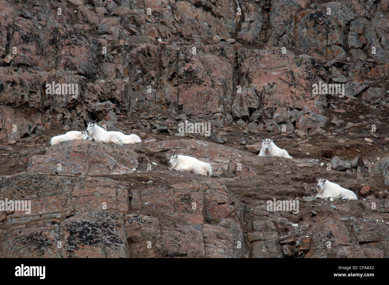 mountain goat, goat, animal, white, oreamnos americanus, Yukon, Canada ...