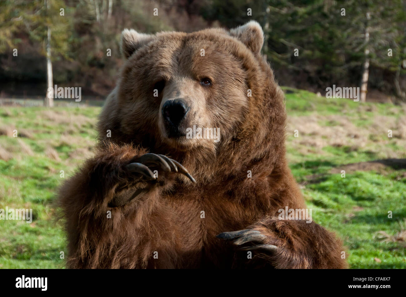 grizzly bear, ursus arctos, bear, animal, brown, head Stock Photo - Alamy