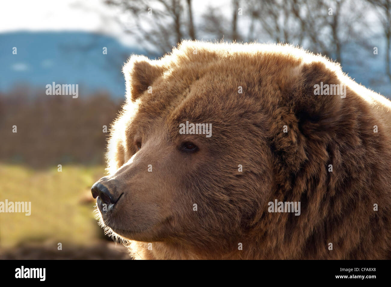 grizzly bear, ursus arctos, bear, animal, brown, head Stock Photo - Alamy