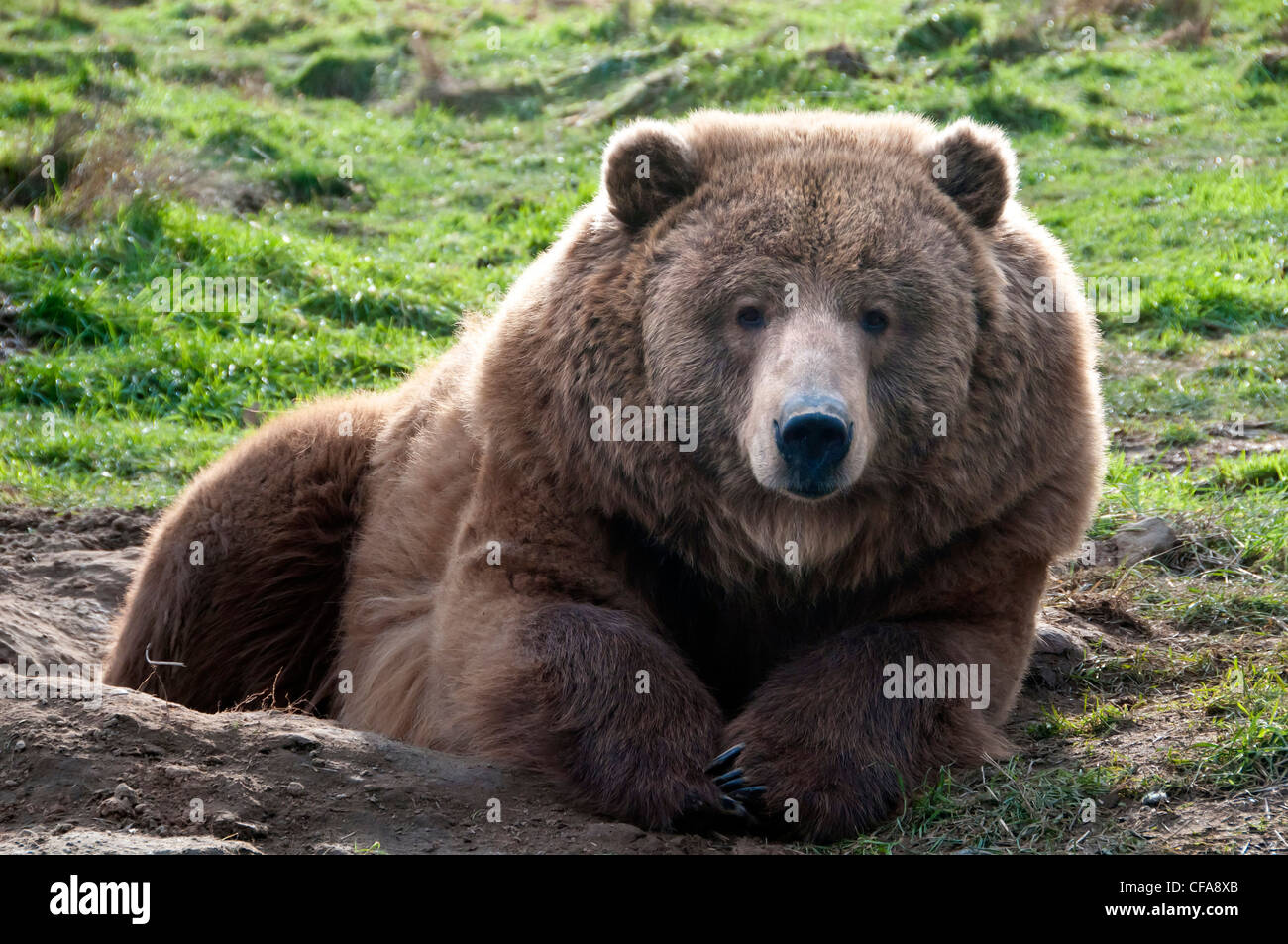 grizzly bear, ursus arctos, bear, animal, brown, head Stock Photo - Alamy