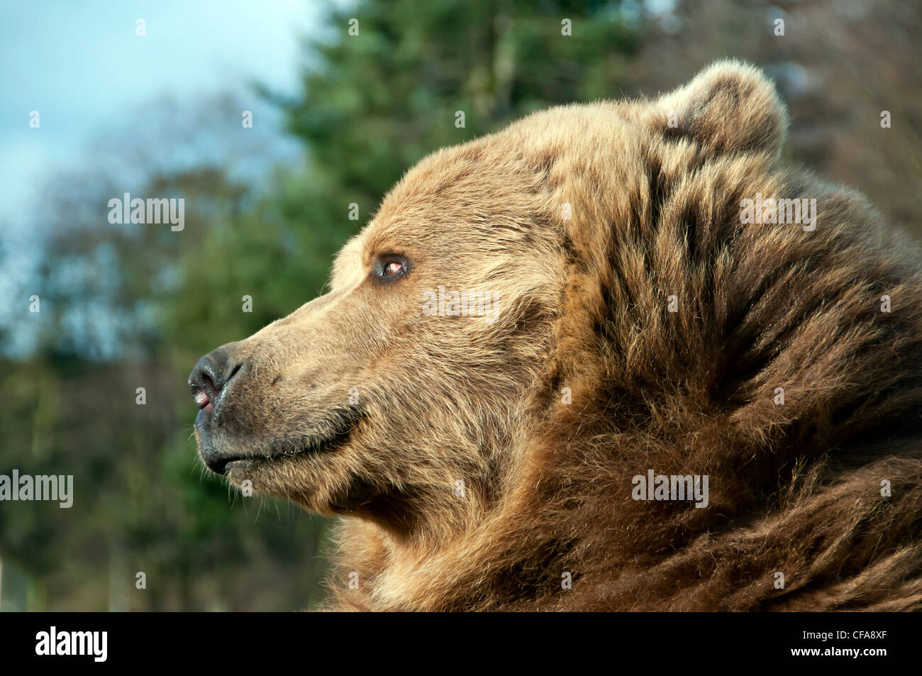 grizzly bear, ursus arctos, bear, animal, brown, head Stock Photo - Alamy