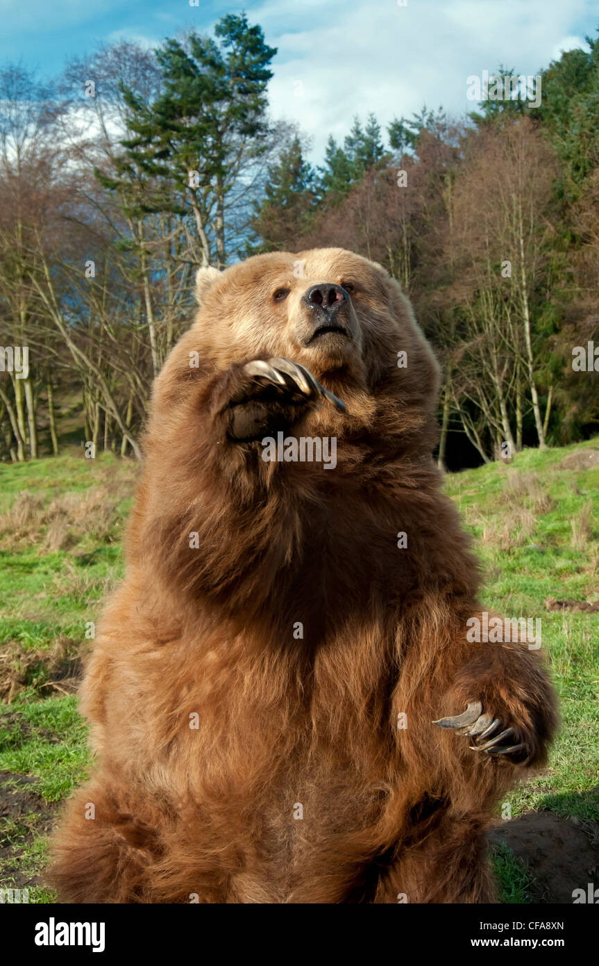 grizzly bear, ursus arctos, bear, animal, brown, standing, claws Stock Photo - Alamy