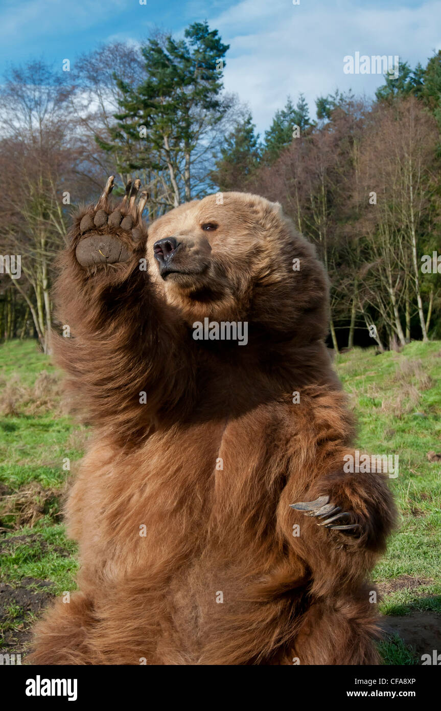 grizzly bear, ursus arctos, bear, animal, brown, standing, claws Stock Photo - Alamy