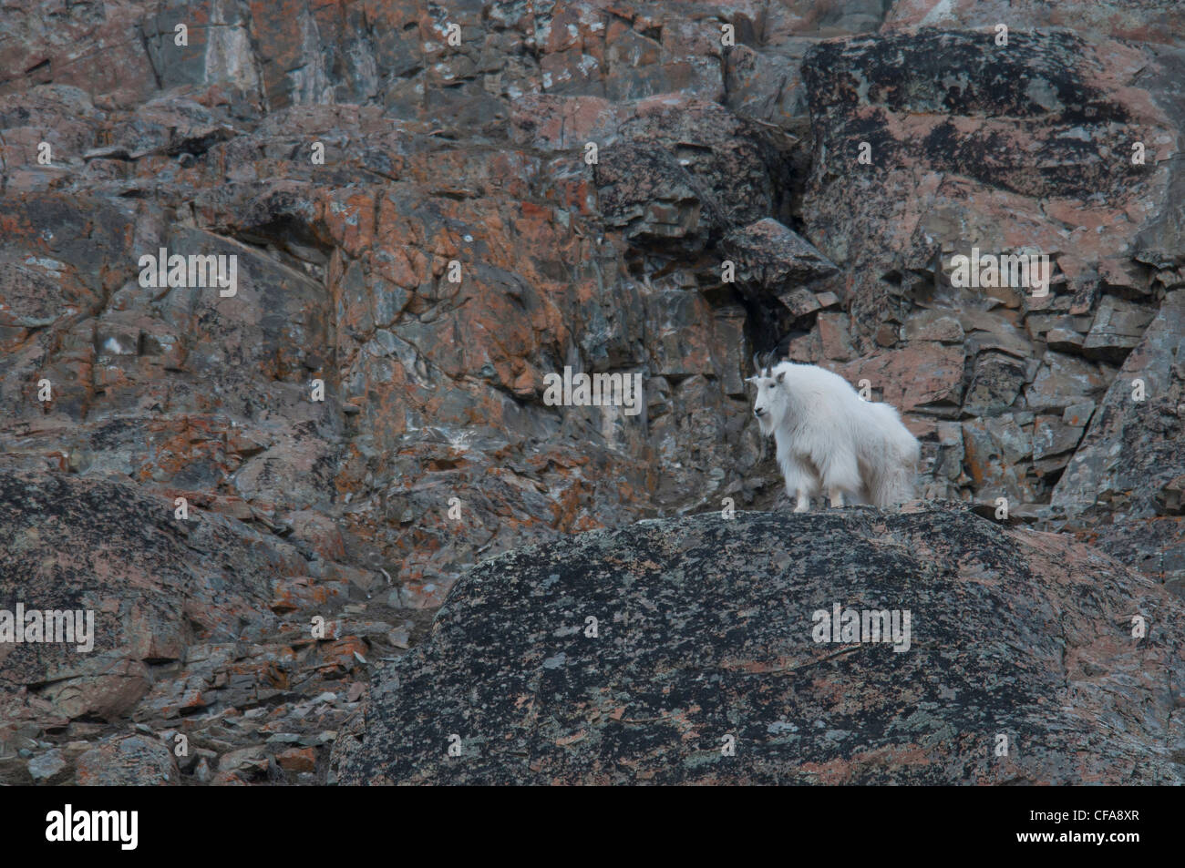 mountain goat, goat, animal, white, oreamnos americanus, Yukon ...