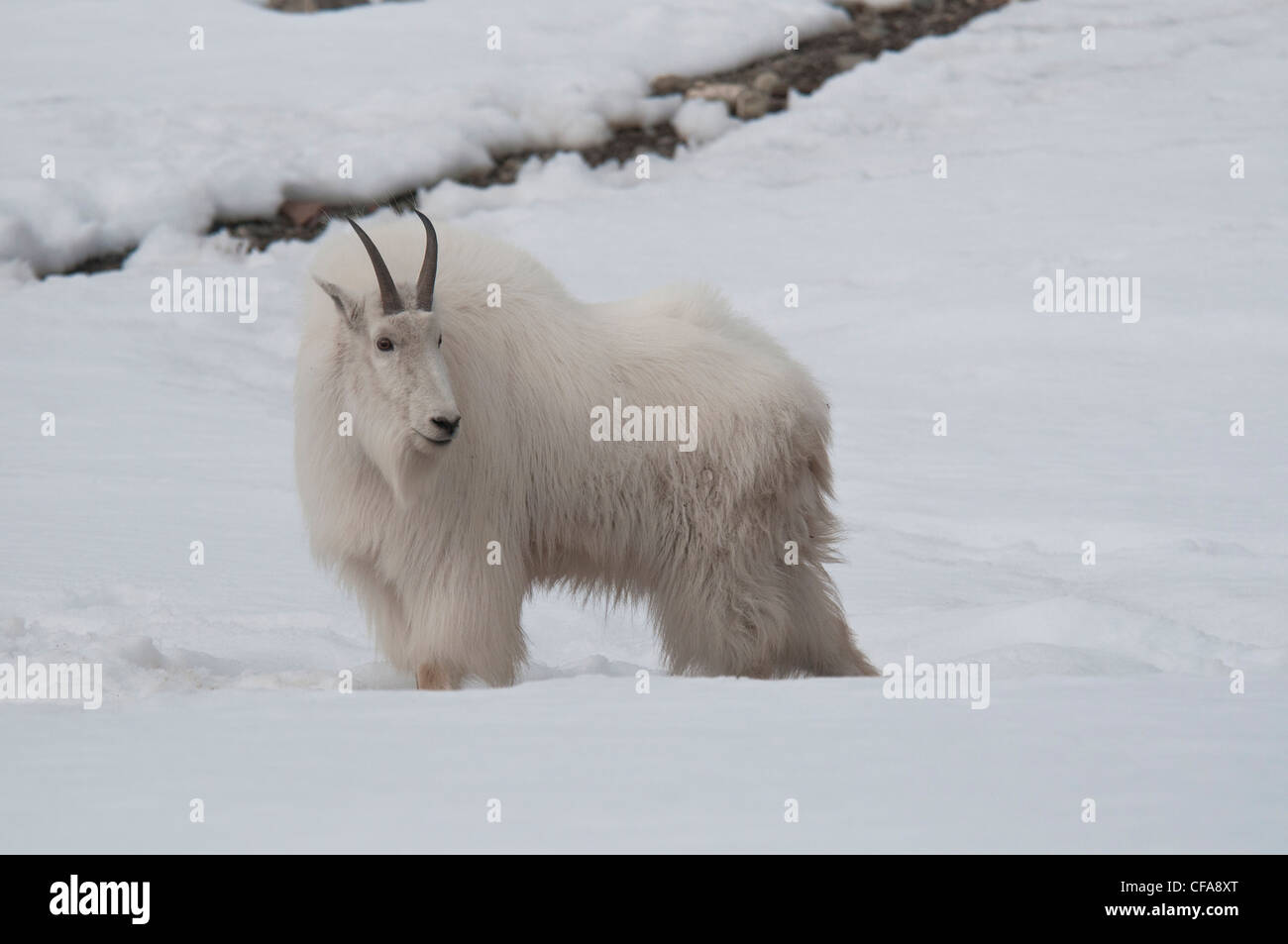 mountain goat, goat, animal, white, oreamnos americanus, Yukon ...