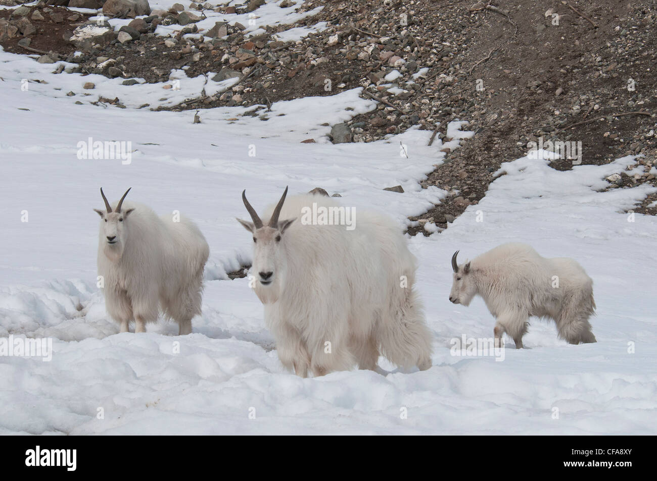 mountain goat, goat, animal, white, oreamnos americanus, Yukon ...
