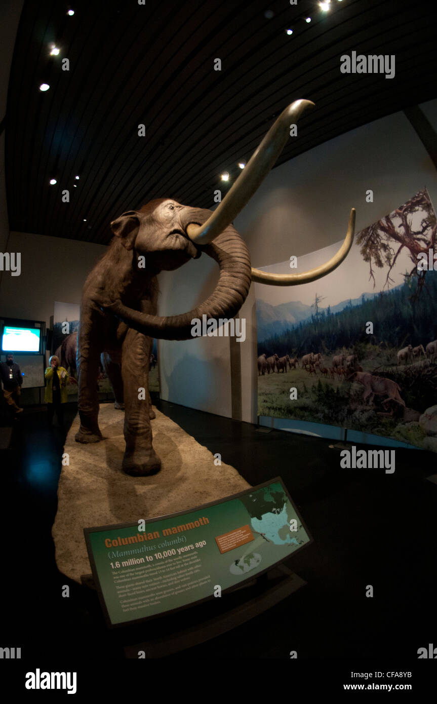 Mastodon hi-res stock photography and images - Alamy