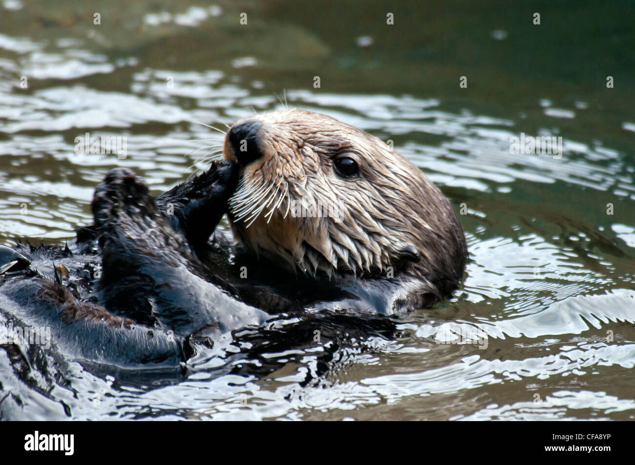 sea otter, enhydra lutris, otter, animal, water Stock Photo - Alamy