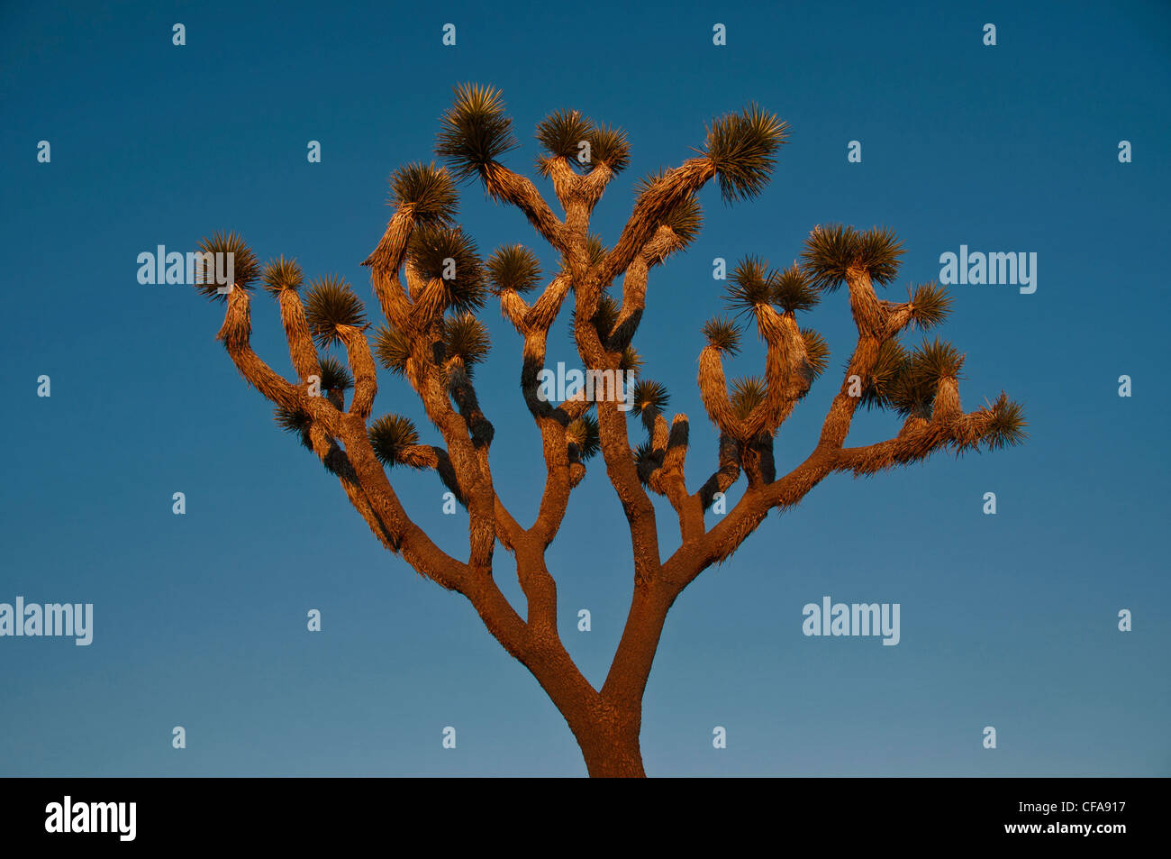 Joshua tree, national park, California, USA, tree, sky Stock Photo - Alamy