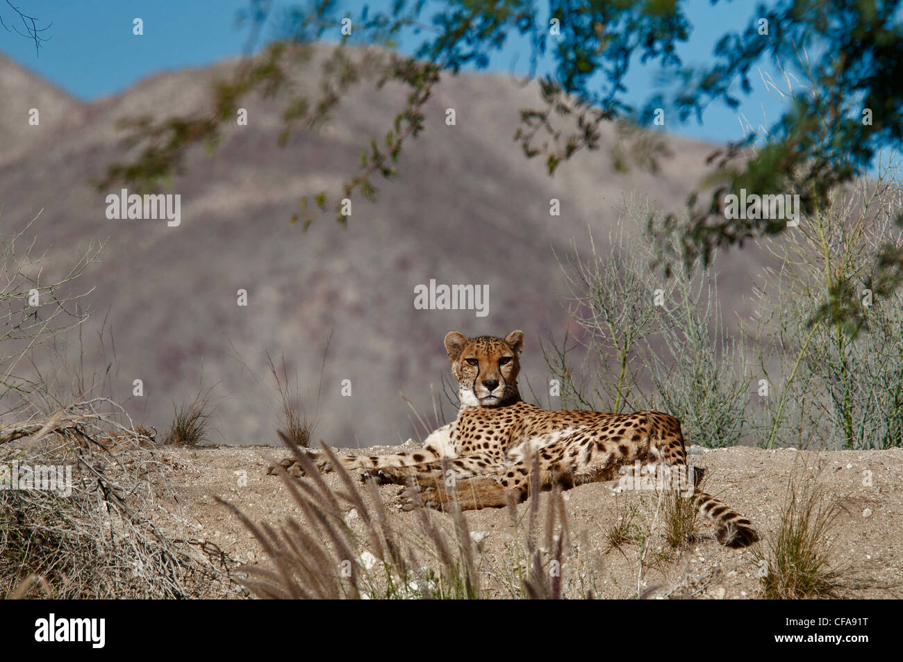 cheetah, acinonyx jubatus, animal, big cat Stock Photo - Alamy