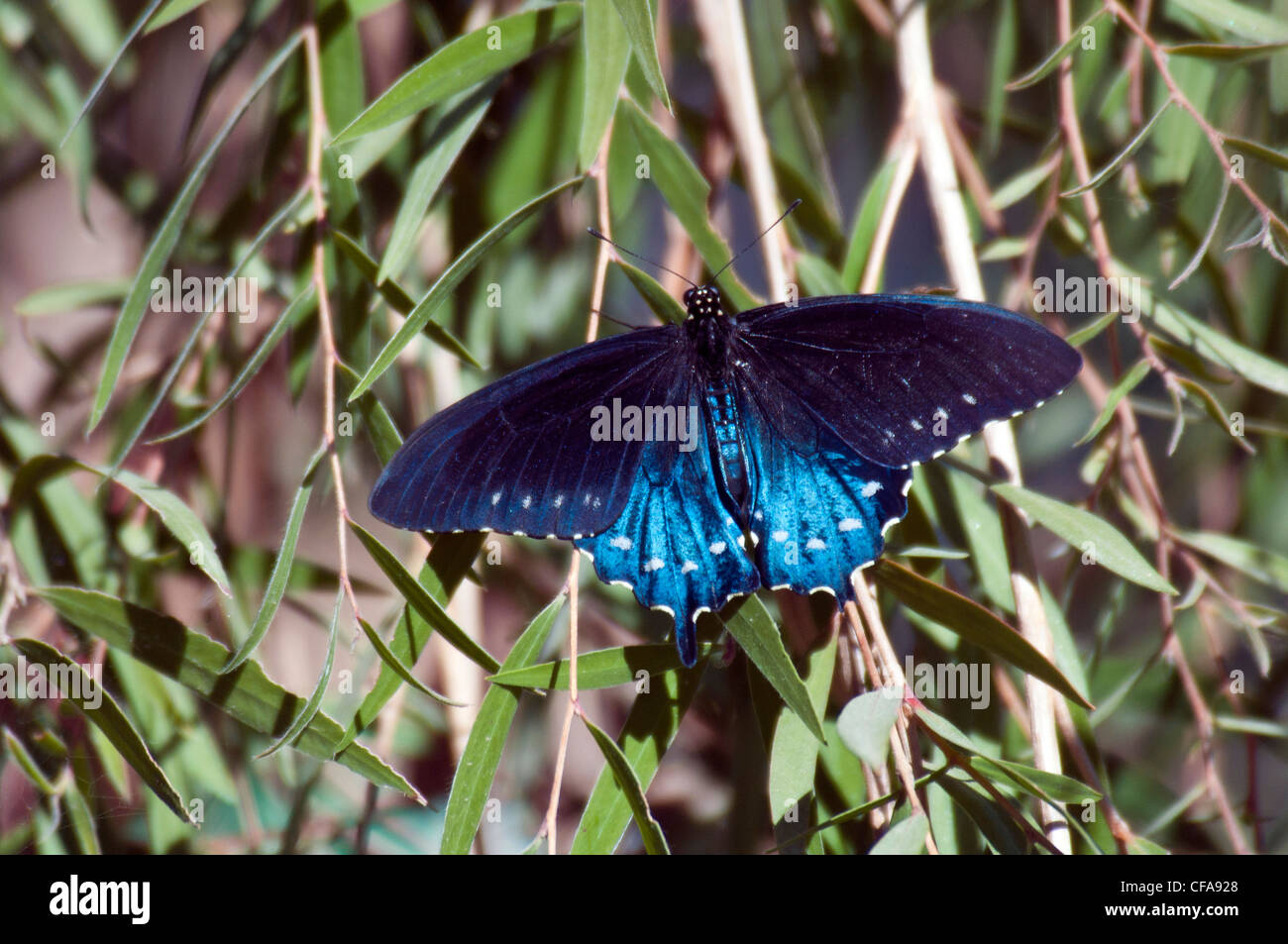 pipevine swallowtail, battus philenor, butterfly, blue, insect Stock ...