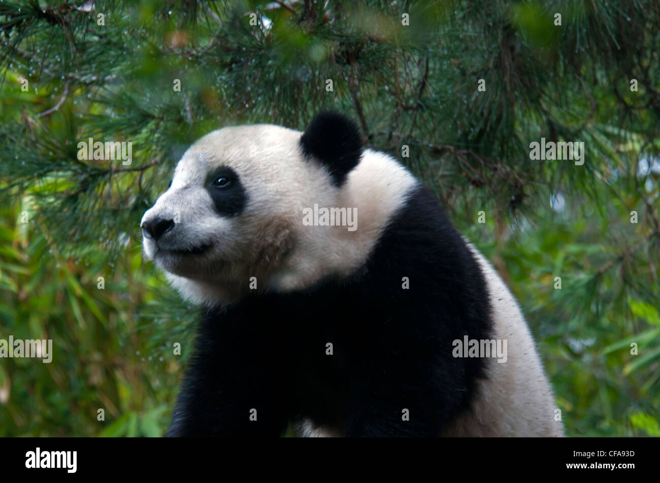 giant panda, panda, animal, black, white, baby, ailuropoda melanoleuca ...