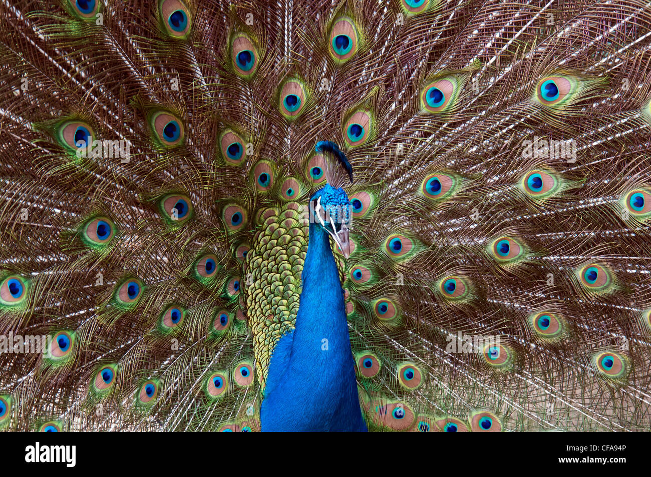 peacock, male, bird, blue, feathers, tail, colours, animal indian ...