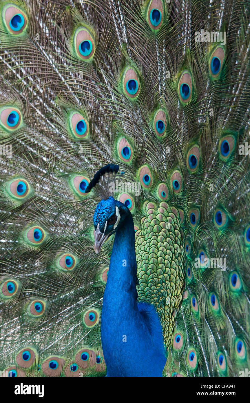 peacock, male, bird, blue, feathers, tail, colours, animal indian ...