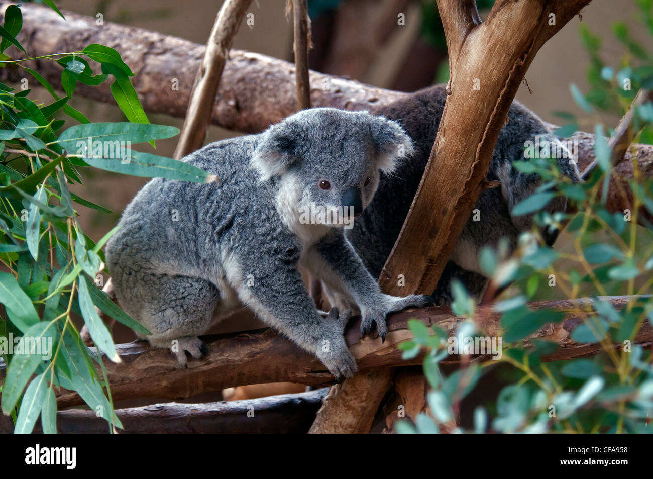 koala, baby, young, animal, tree, grey, phascolarctos cinereus Stock ...