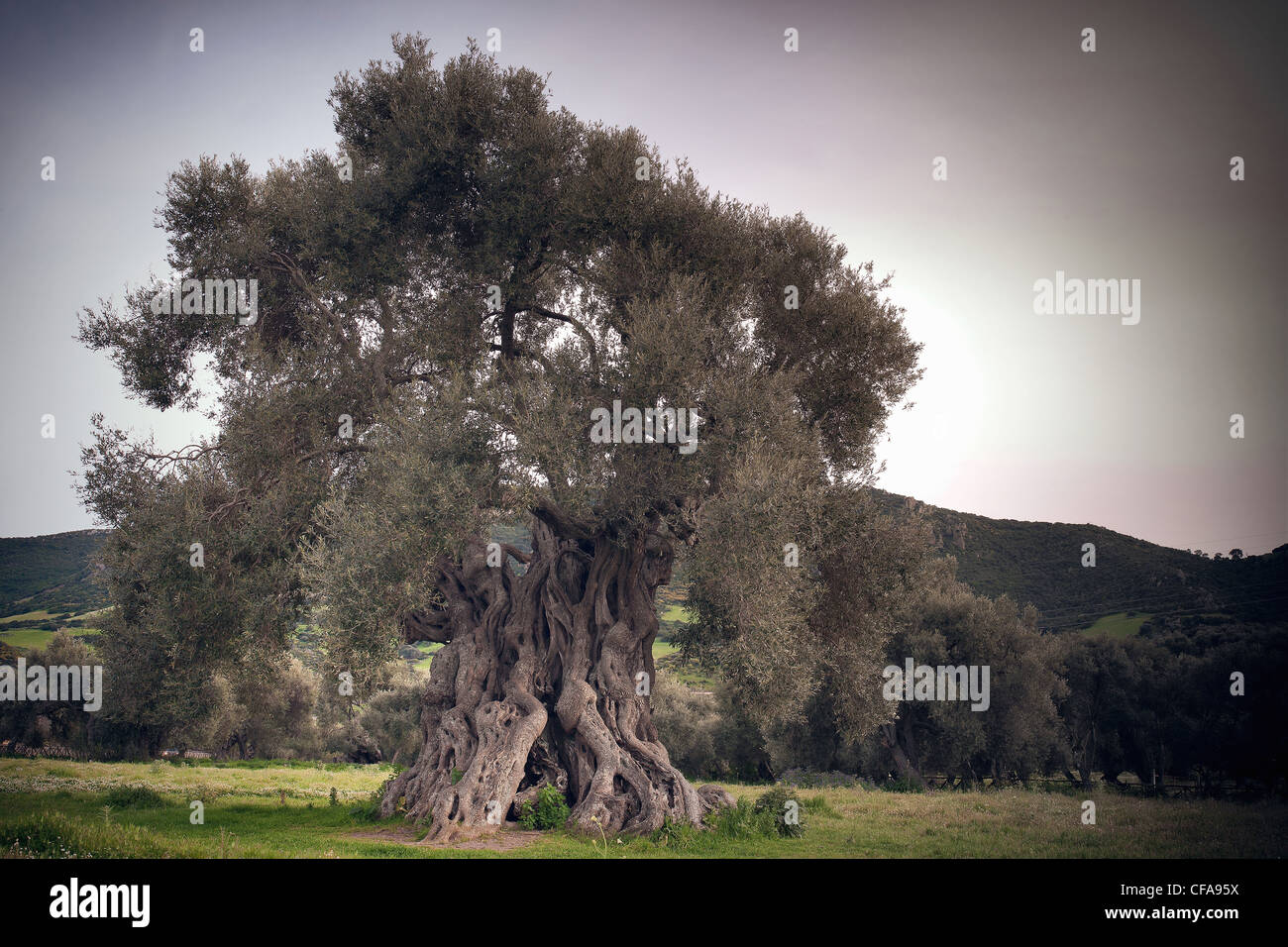 Twisted tree in rural landscape Stock Photo - Alamy