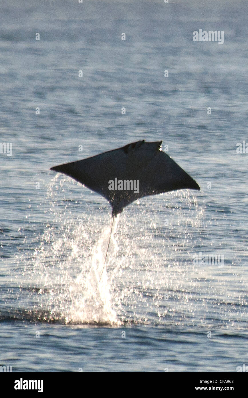 flying mobula, family mobulidae, sea of Cortes, los barriles, Baja ...