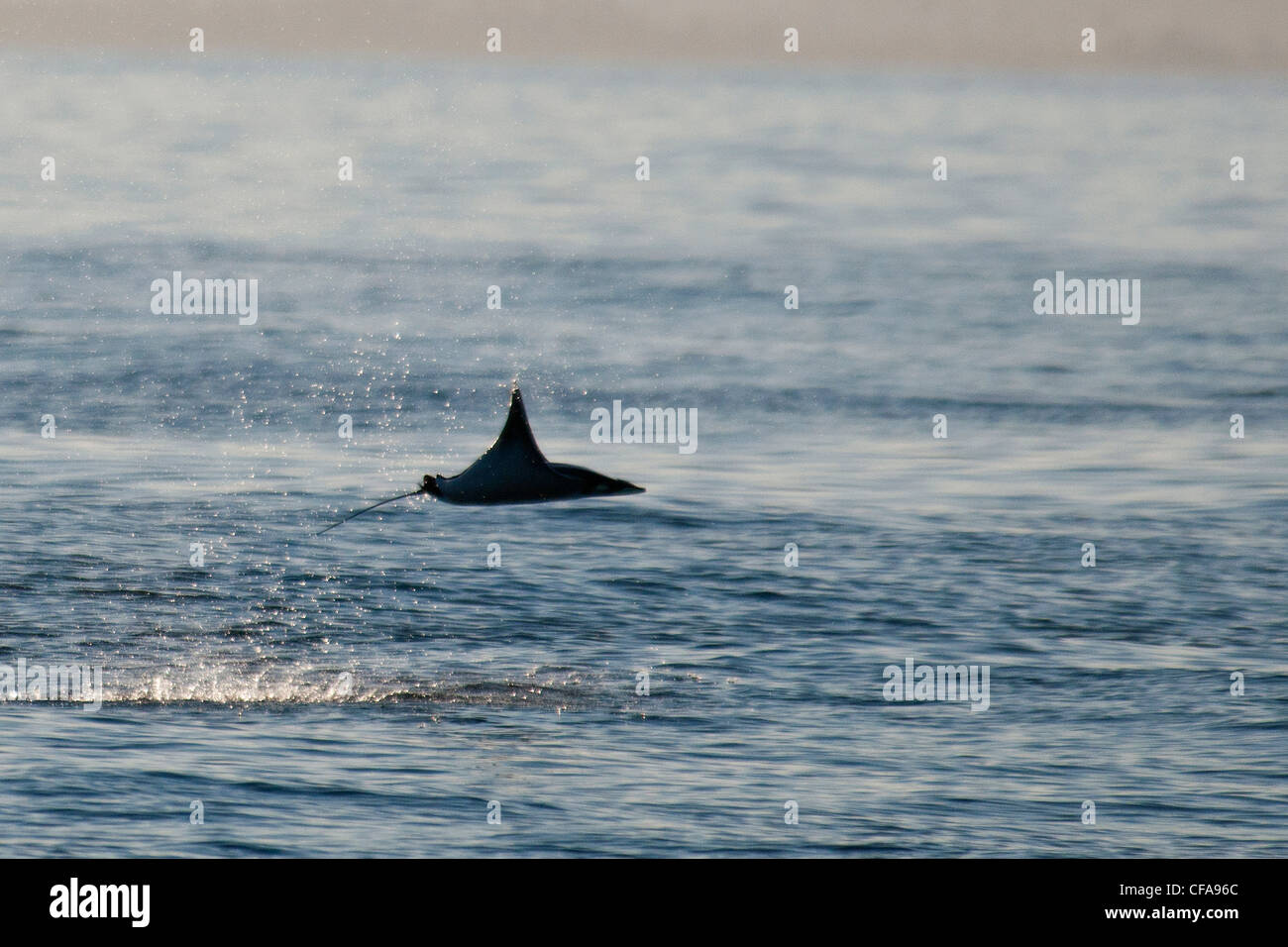 flying mobula, family mobulidae, sea of Cortes, los barriles, Baja ...