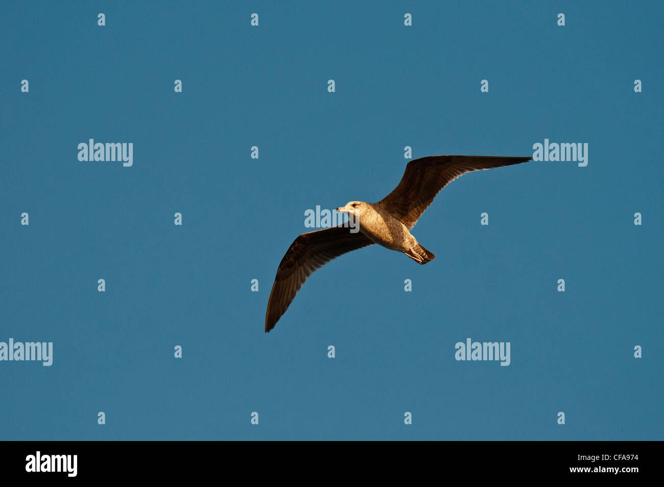 gull, Baja California, Mexico, bird, animal, flying, sky Stock Photo ...