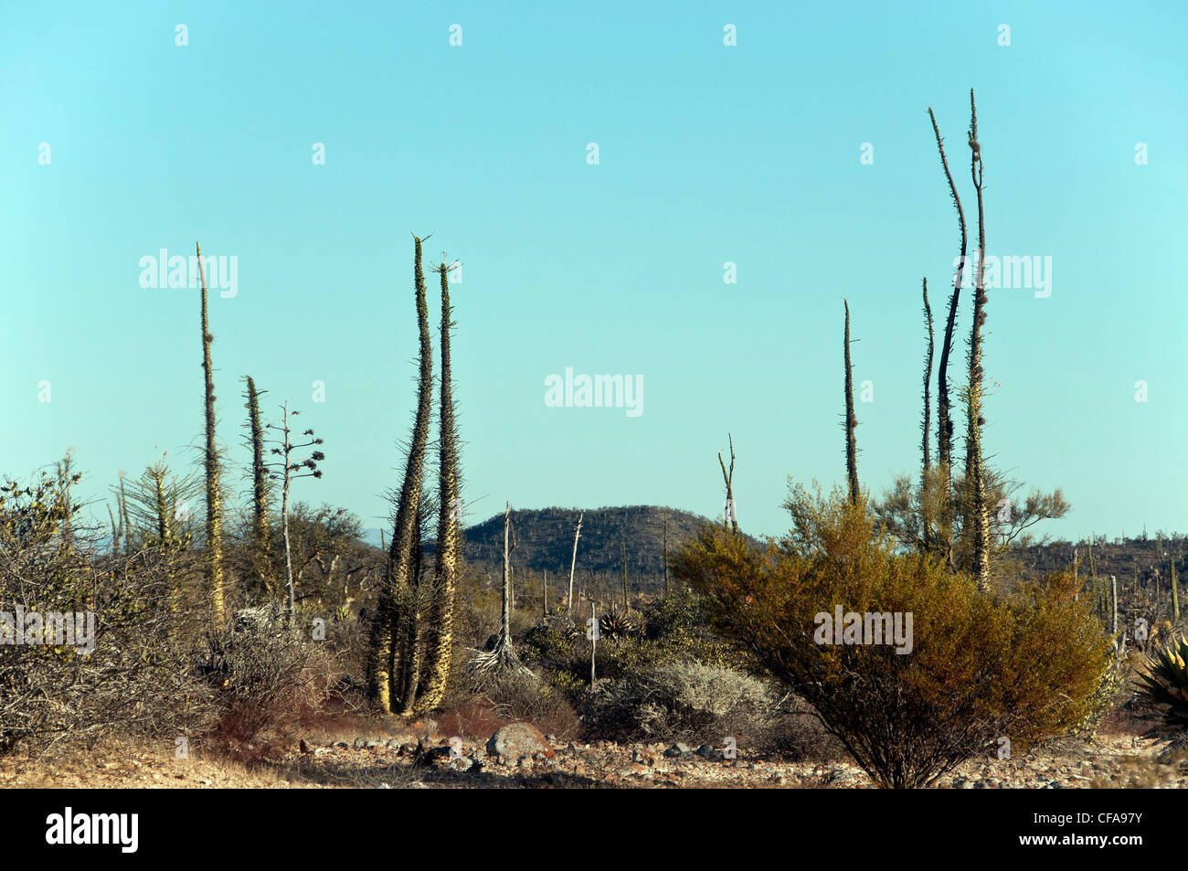 boojum trees, cirios, fouquieria columnaris, valle de los cirios ...