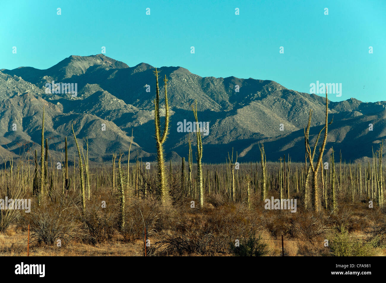 boojum trees, cirios, fouquieria columnaris, valle de los cirios ...