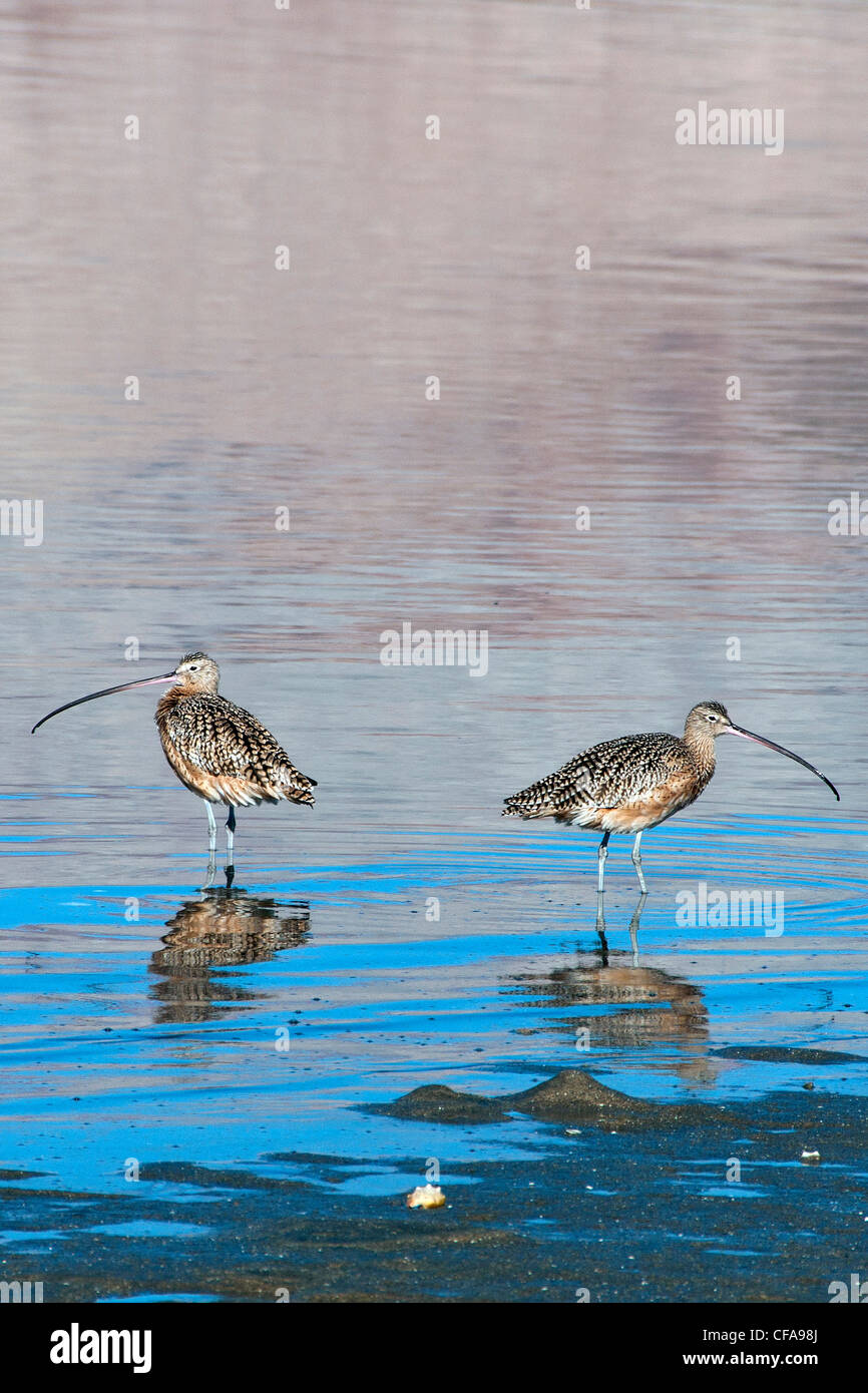 long, billed curlew, numenius americanus, curlew, bird, animal, baja ...