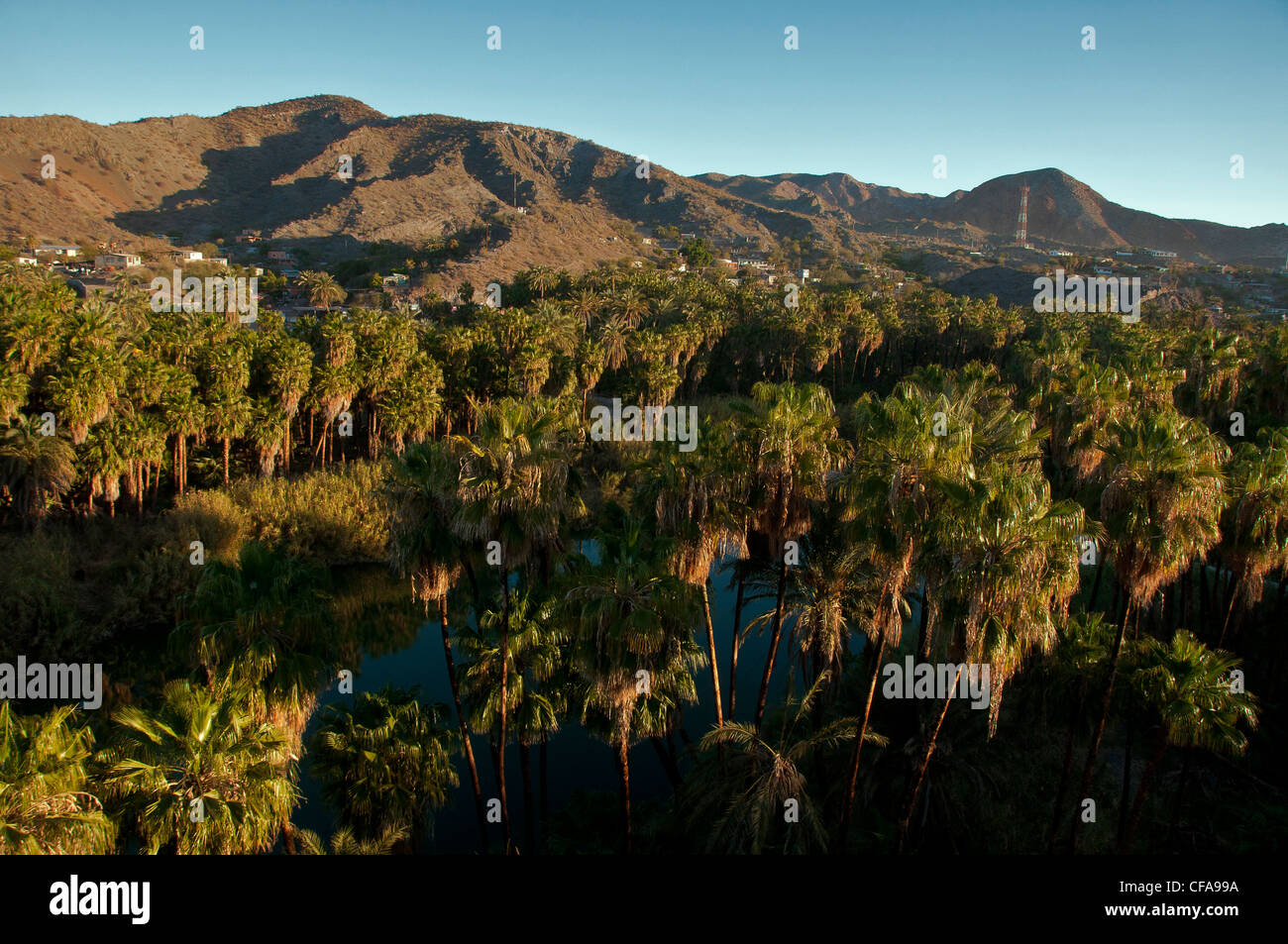 mulege, Baja California, Mexico, landscape, palm trees Stock Photo - Alamy