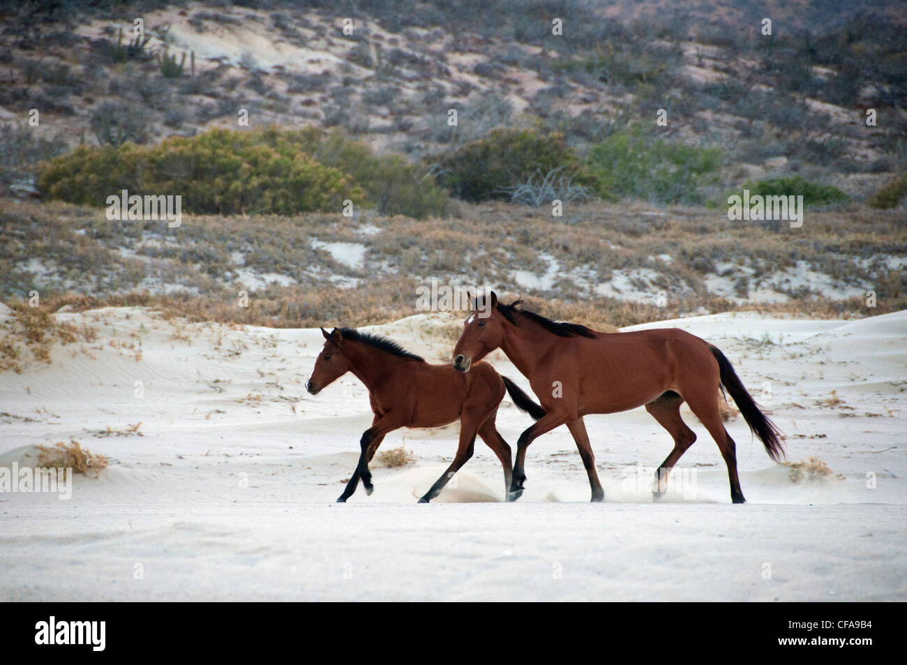 horses, running, free, beach, cabo frailes, Baja California, Mexico ...