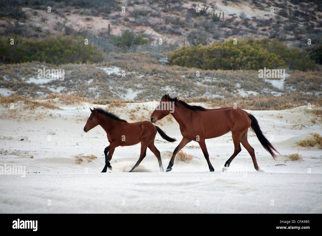 horses, running, free, beach, cabo frailes, Baja California, Mexico ...