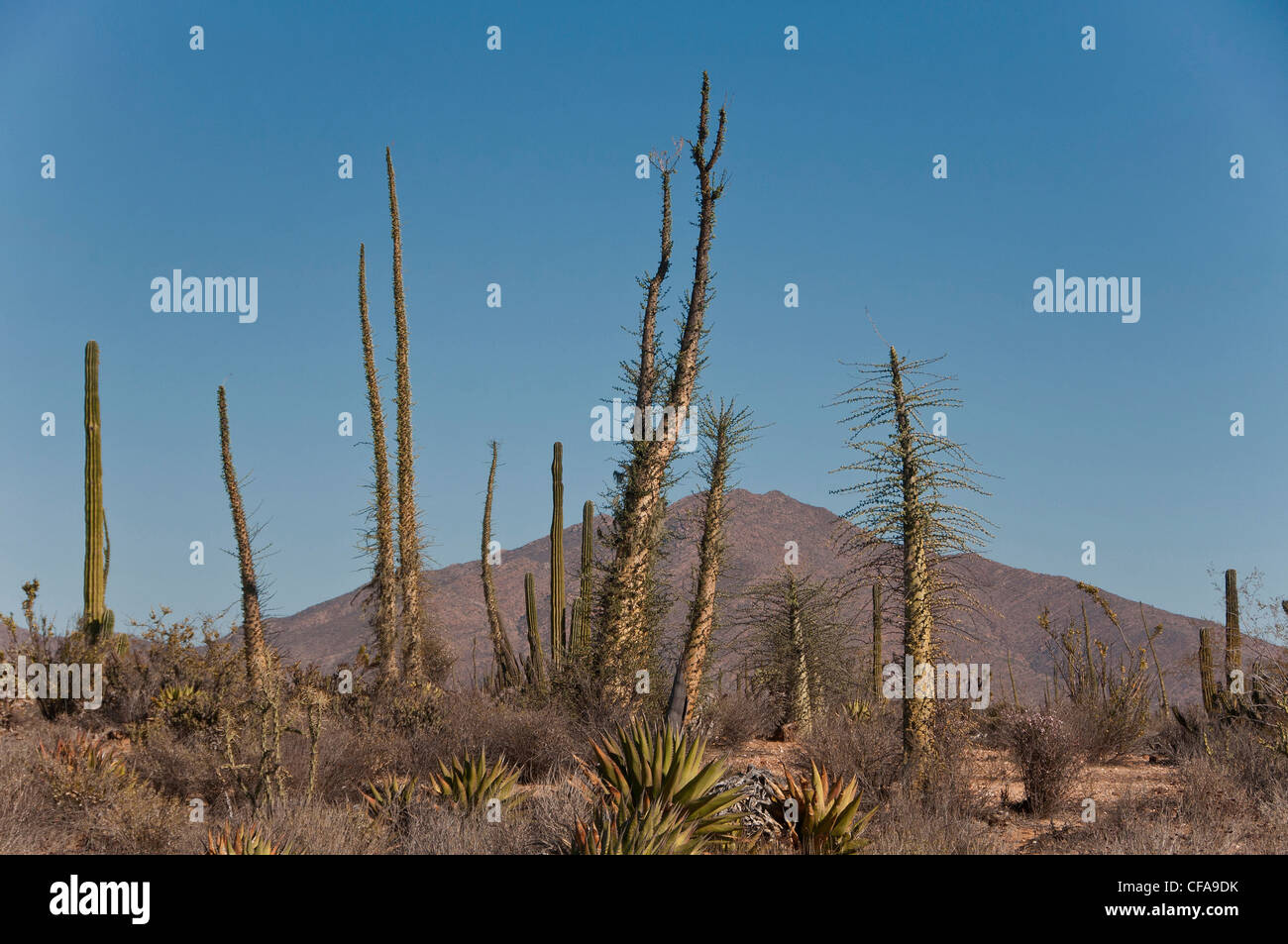boojum trees, cirios, fouquieria columnaris, valle de los cirios ...