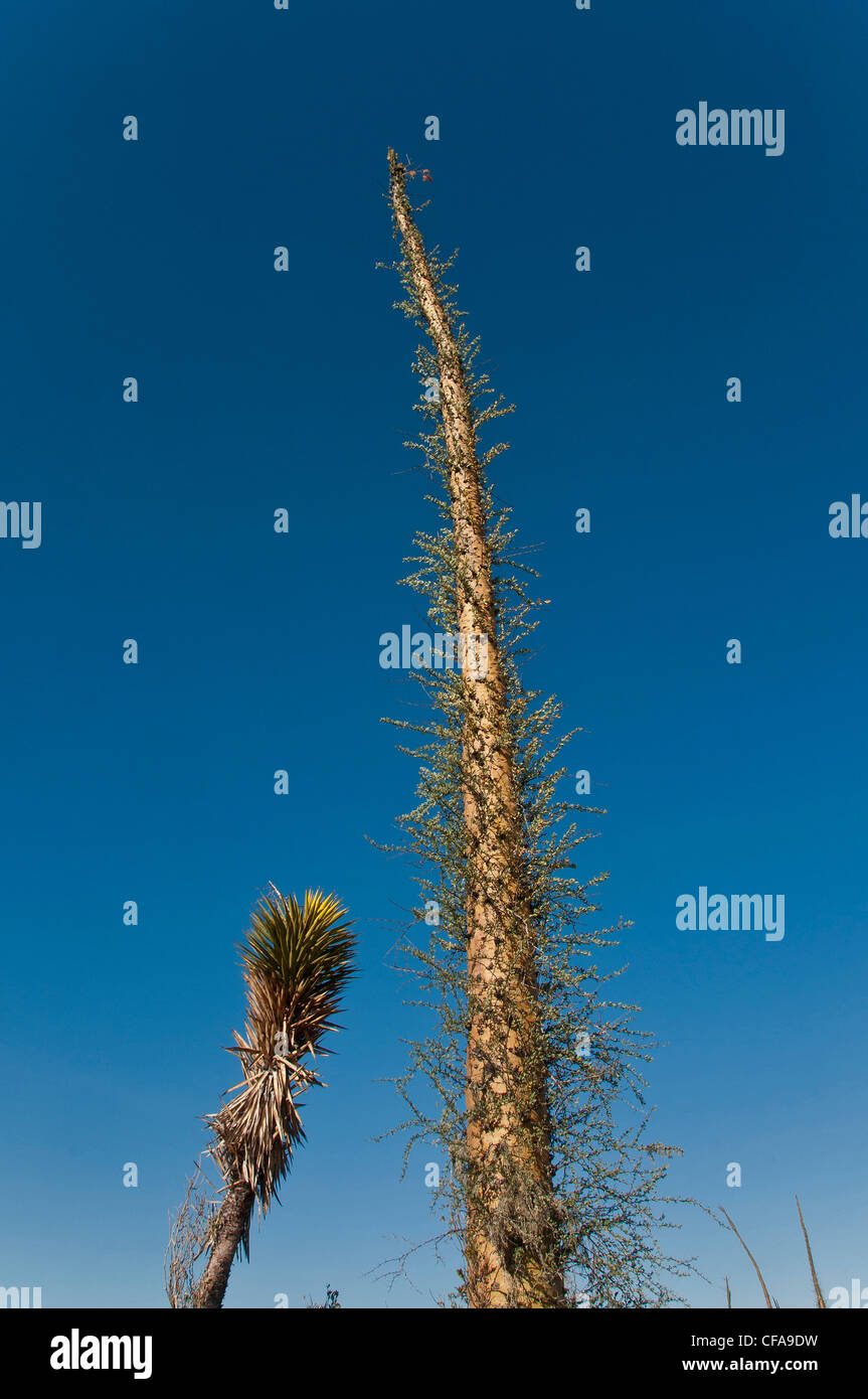 boojum trees, cirios, fouquieria columnaris, valle de los cirios ...