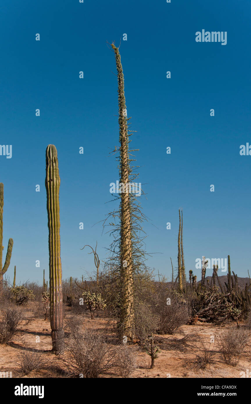 Valle de los cirios hi-res stock photography and images - Alamy