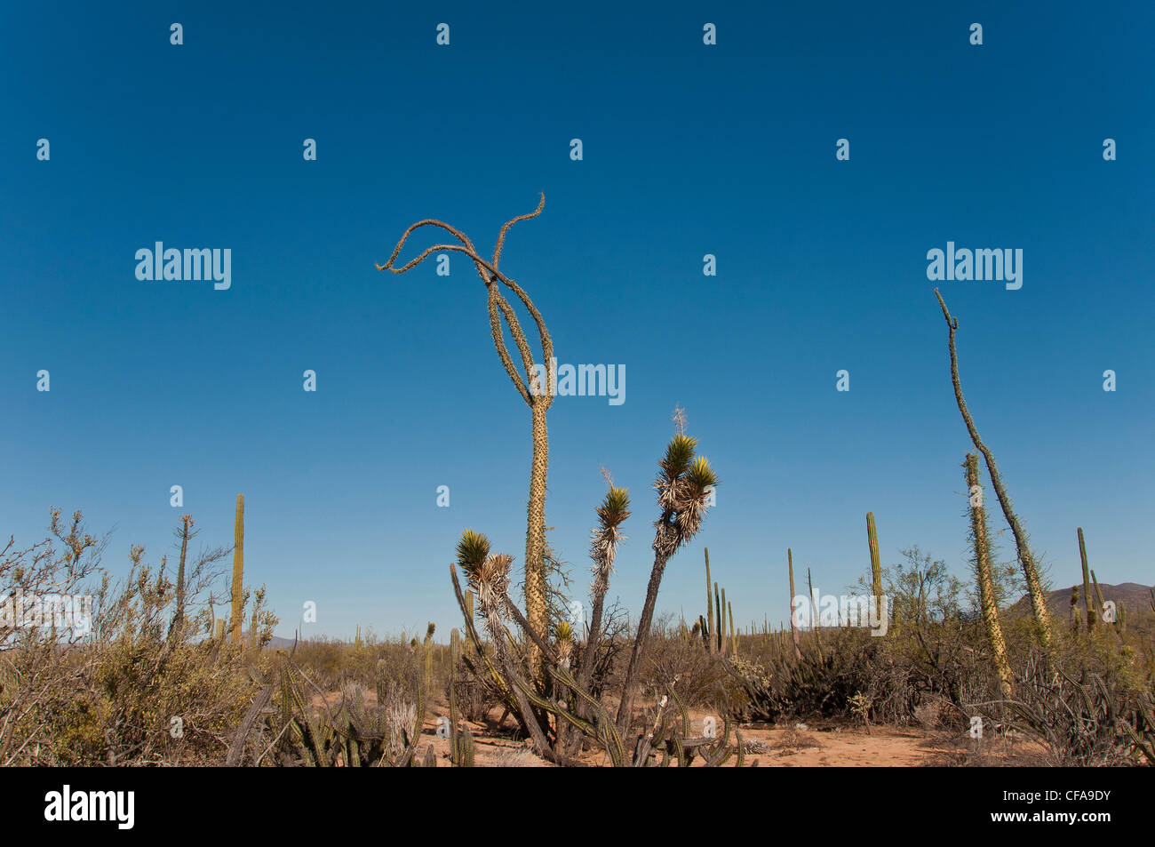 boojum trees, cirios, fouquieria columnaris, valle de los cirios ...