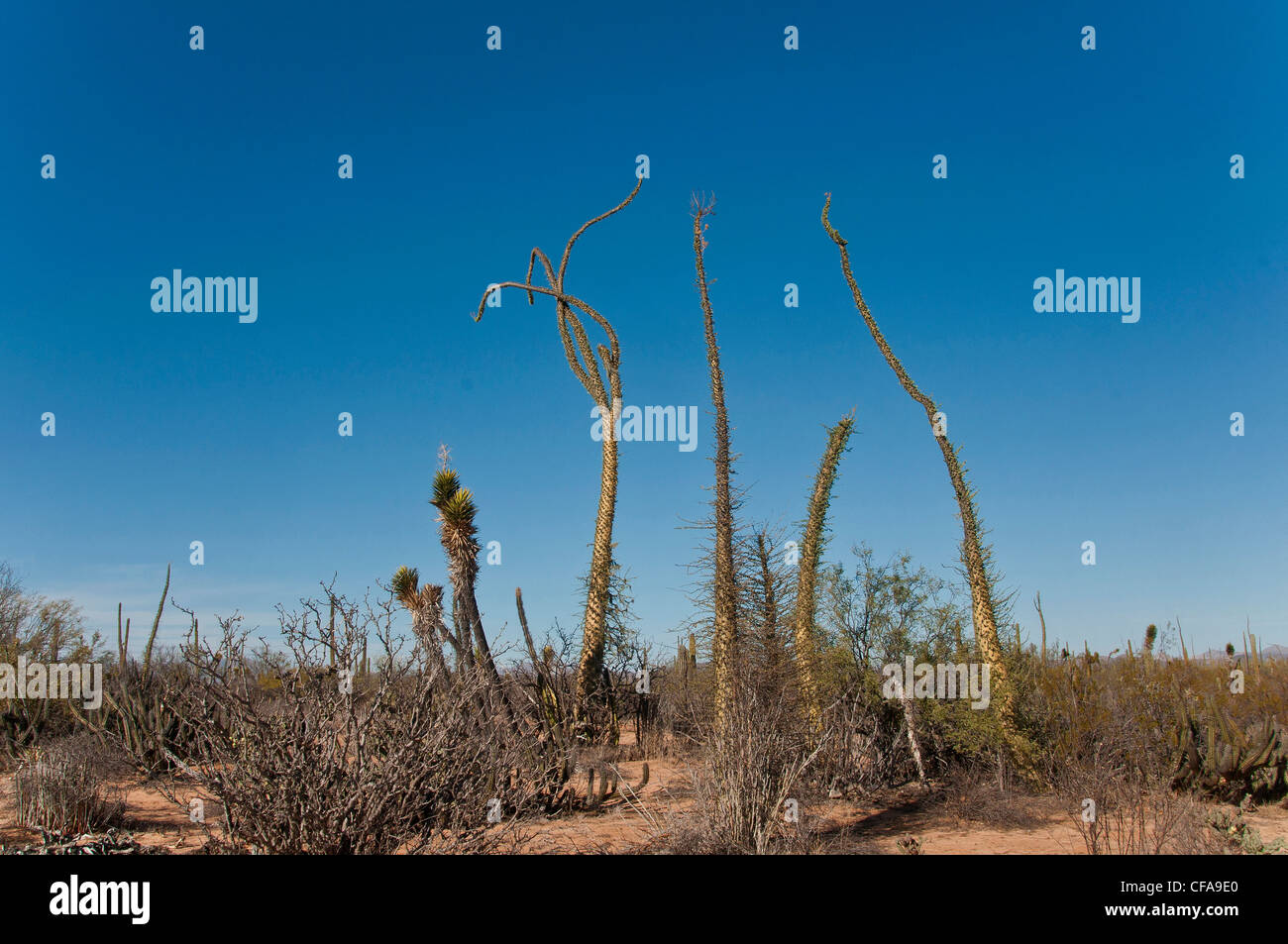boojum trees, cirios, fouquieria columnaris, valle de los cirios ...