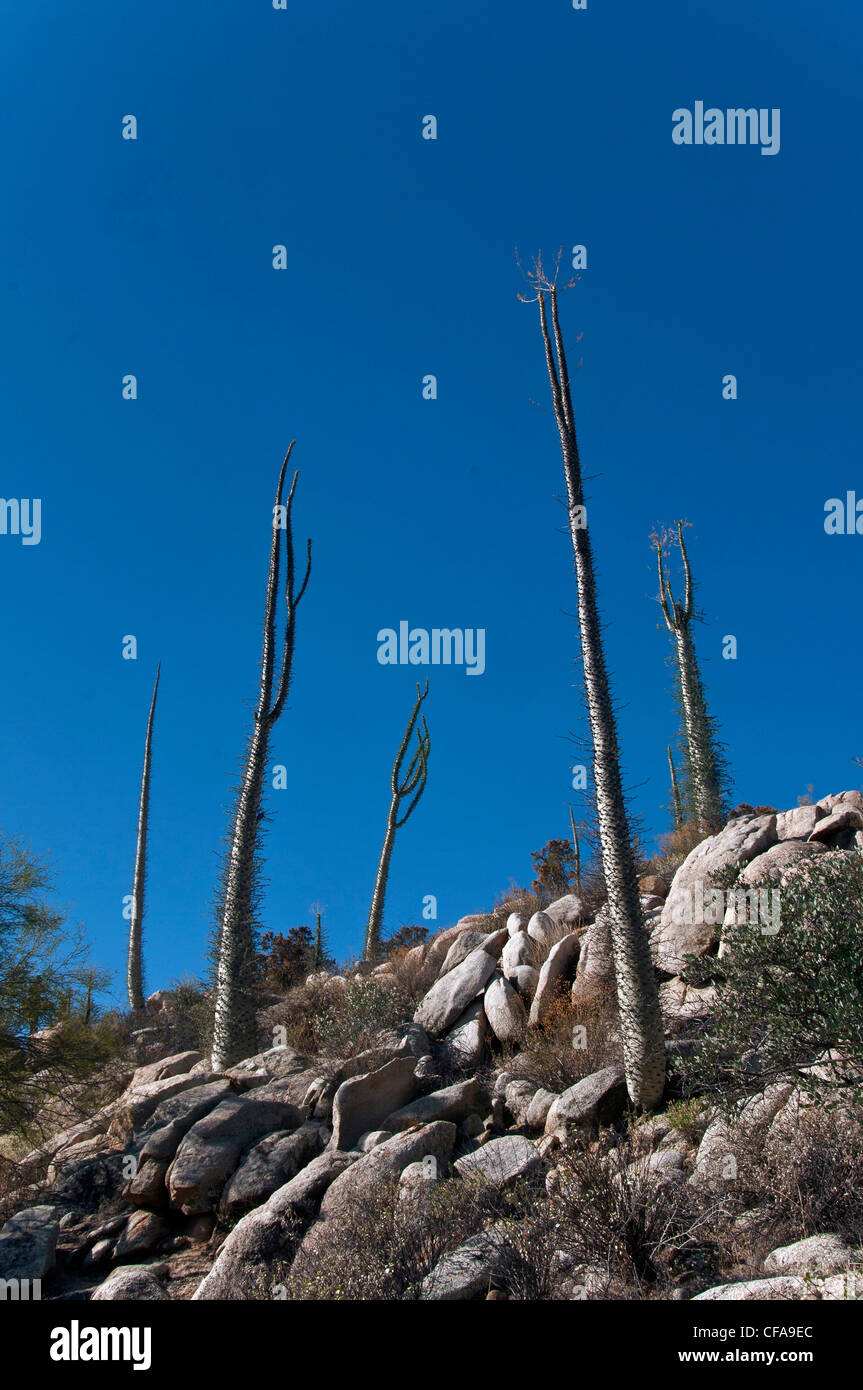 boojum trees, cirios, fouquieria columnaris, valle de los cirios ...