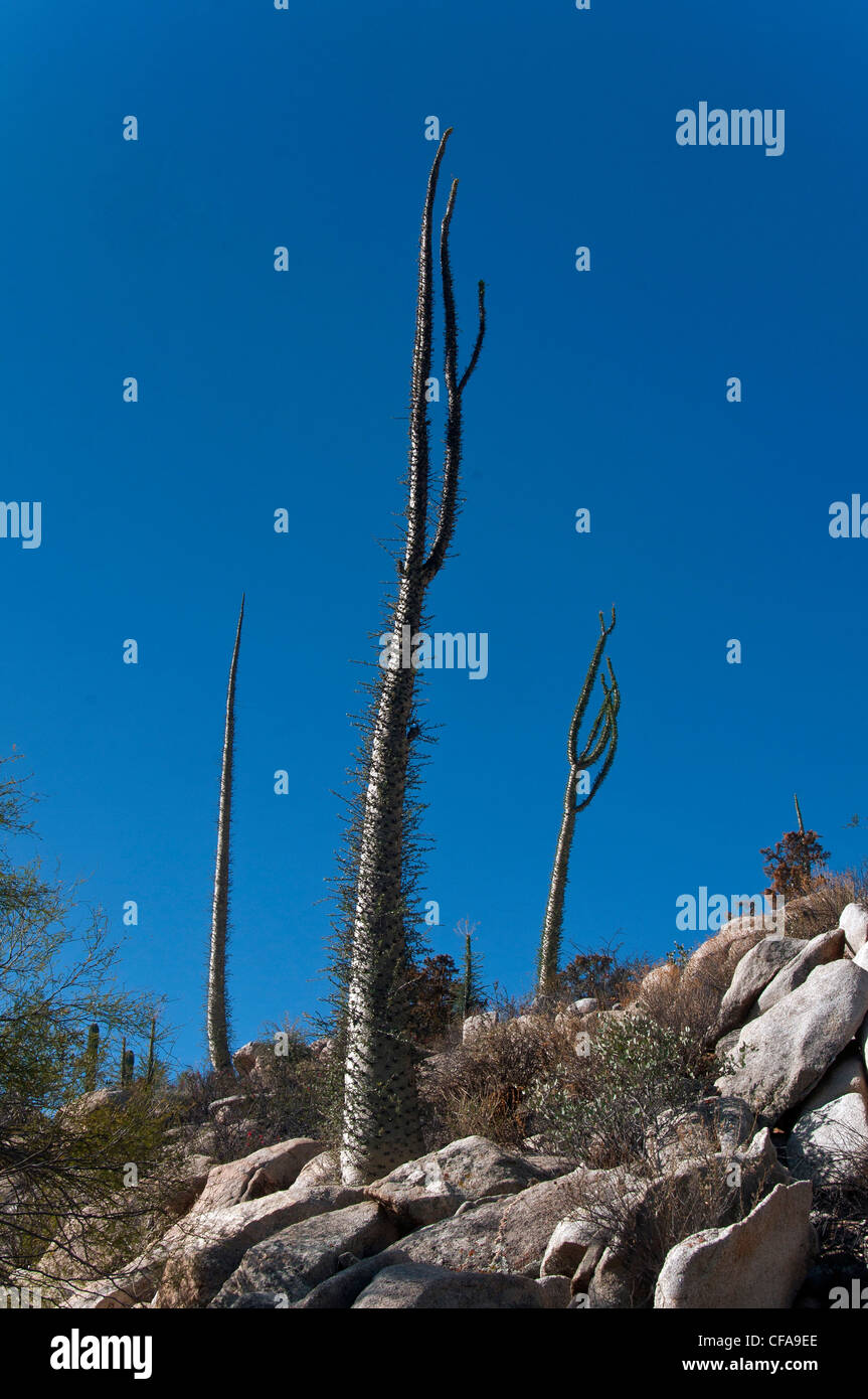 boojum trees, cirios, fouquieria columnaris, valle de los cirios ...