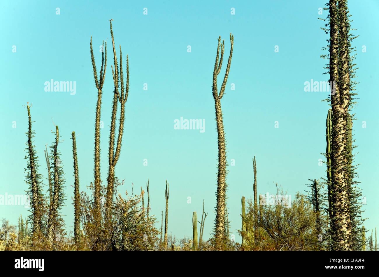 Valle de los cirios hi-res stock photography and images - Alamy
