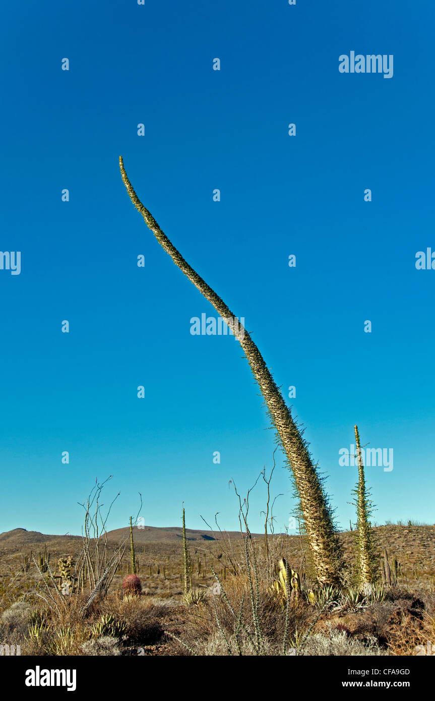 boojum trees, cirios, fouquieria columnaris, valle de los cirios ...