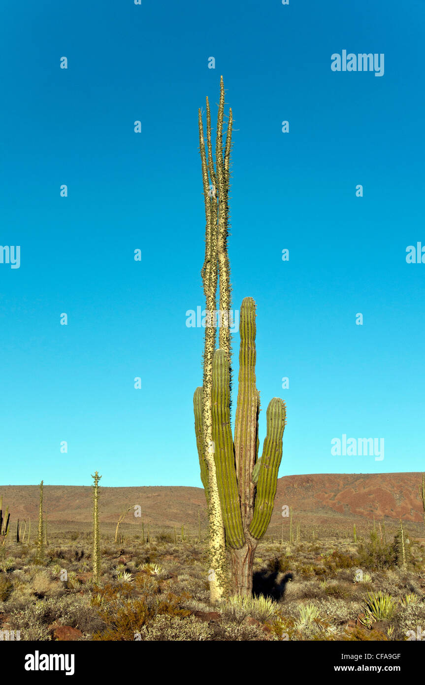 boojum trees, cirios, fouquieria columnaris, valle de los cirios ...